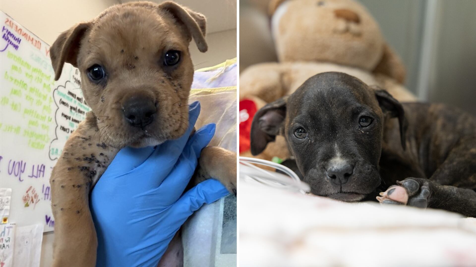 Abandoned puppies found at Phoenix shelter highlight crisis, advocates say