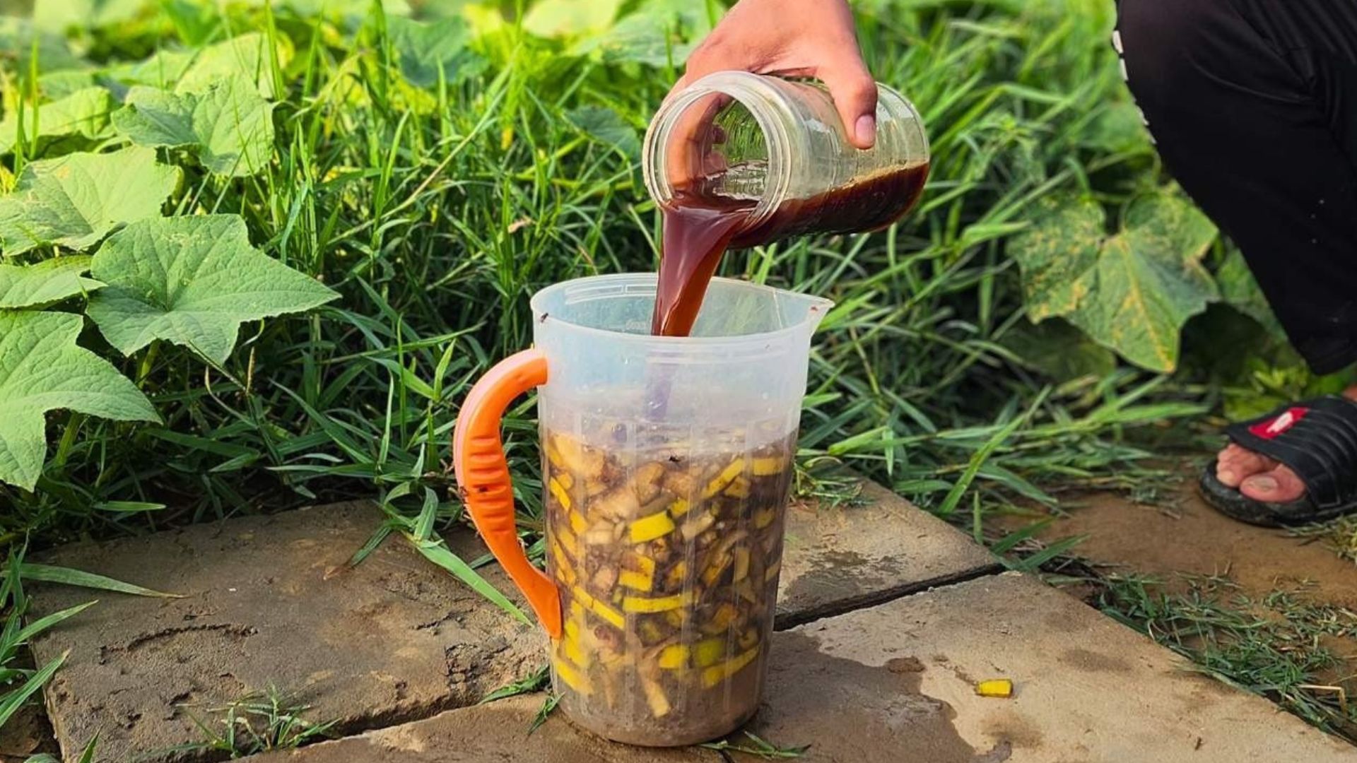 How I made strong liquid fertilizer from kitchen waste
