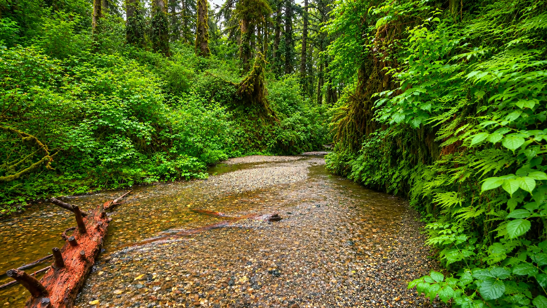 Take a magical short hike through Fern Canyon (4K)