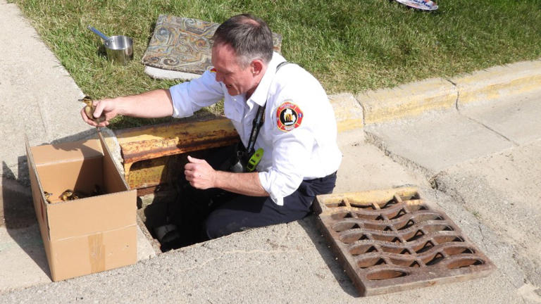 Ducklings rescued from storm drain in South Haven
