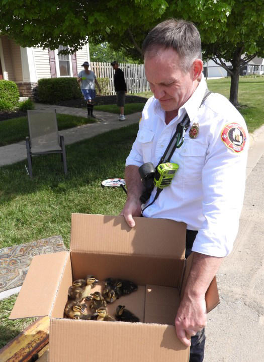 Ducklings rescued from storm drain in South Haven