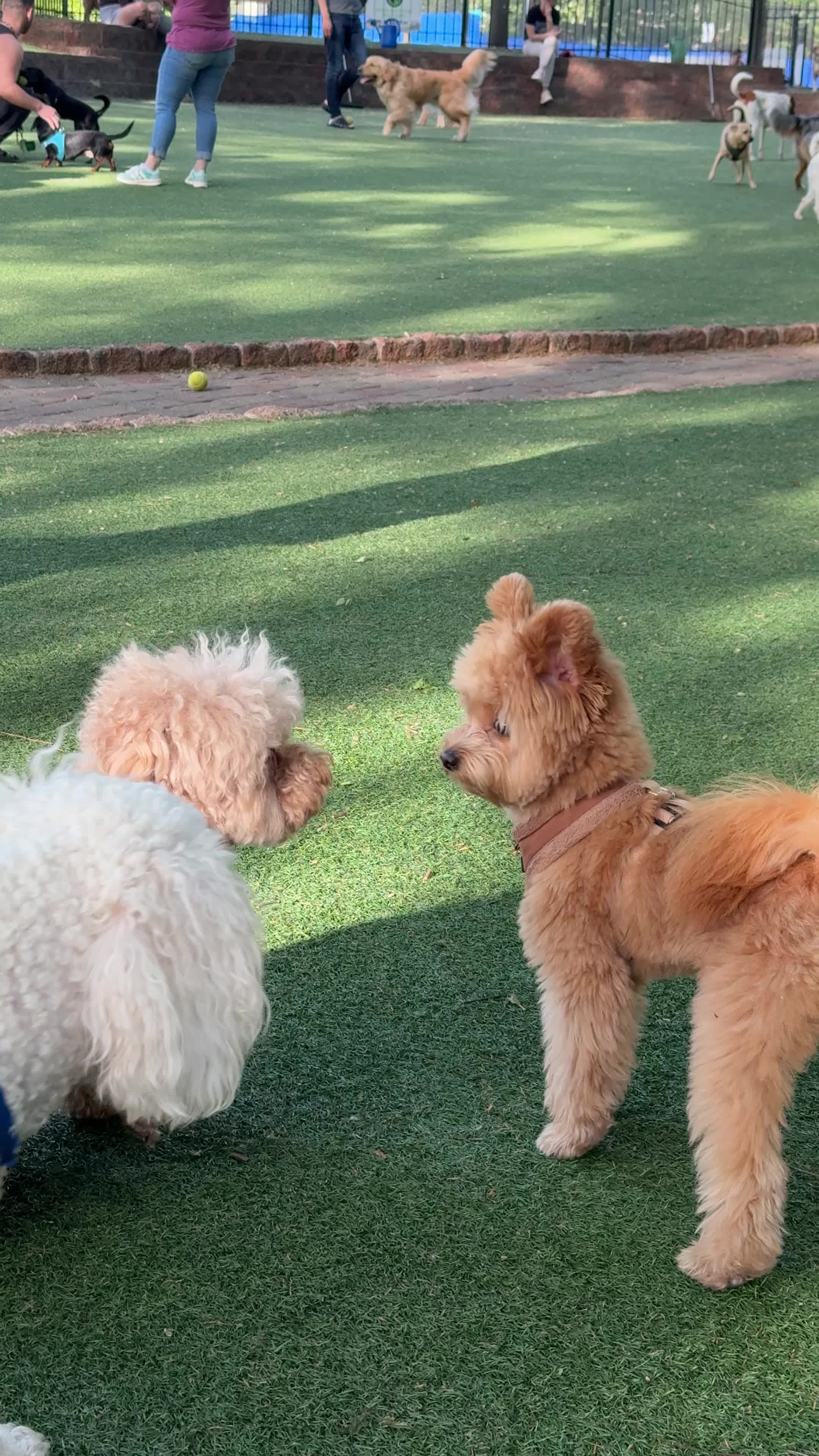 Watch Barney the Pomapoo try to make new friends