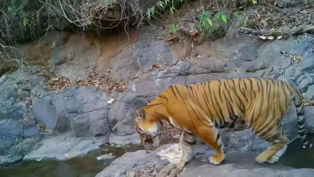 Tiger spotted in Maharashtra's Ratnagiri private forest after 18 years ...