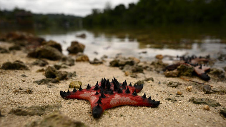 Australia urged to step up climate leadership on oceans
