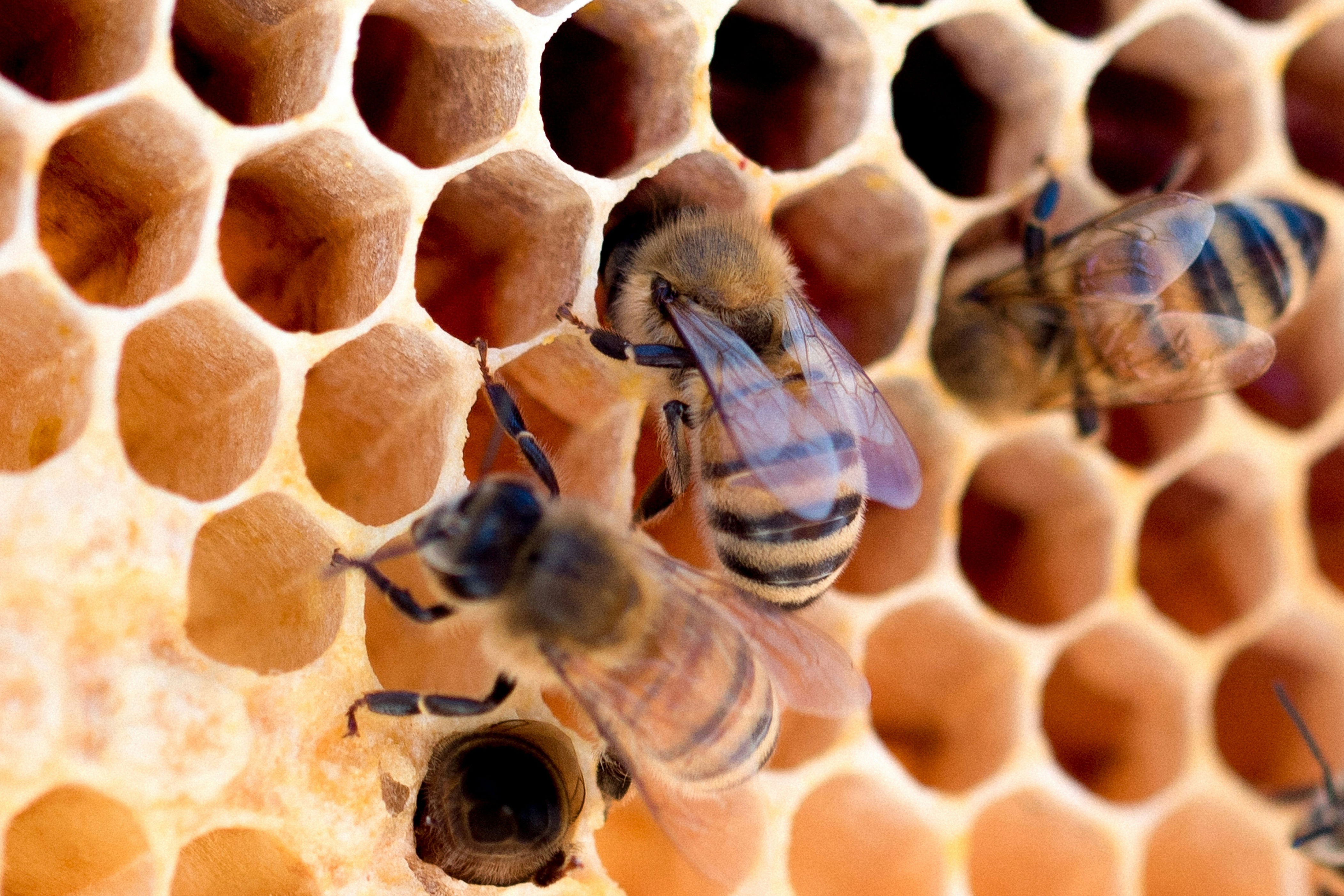 It turns out bees crown queens via a 'Buckingham Palace' process