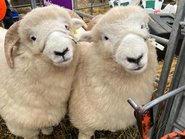 First day of Royal Cornwall Show draws crowds despite rain and wind