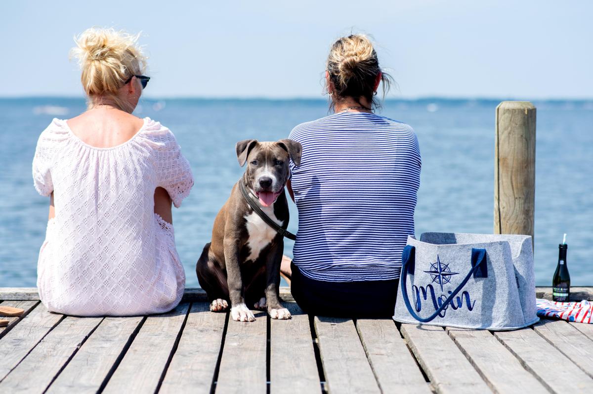 Gardasee mit Hund: An diesen Stränden dürfen Vierbeiner baden