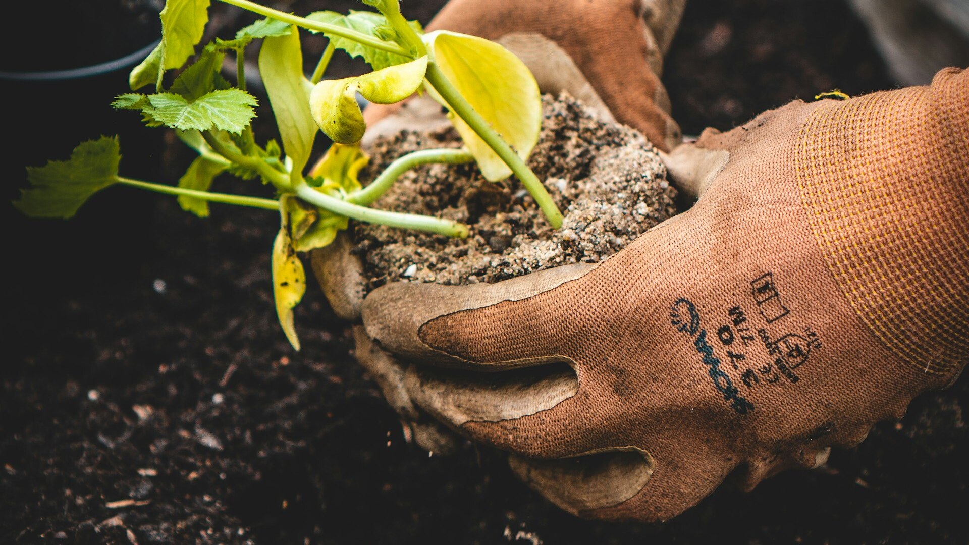 Exploring the link between gardening and better mental health