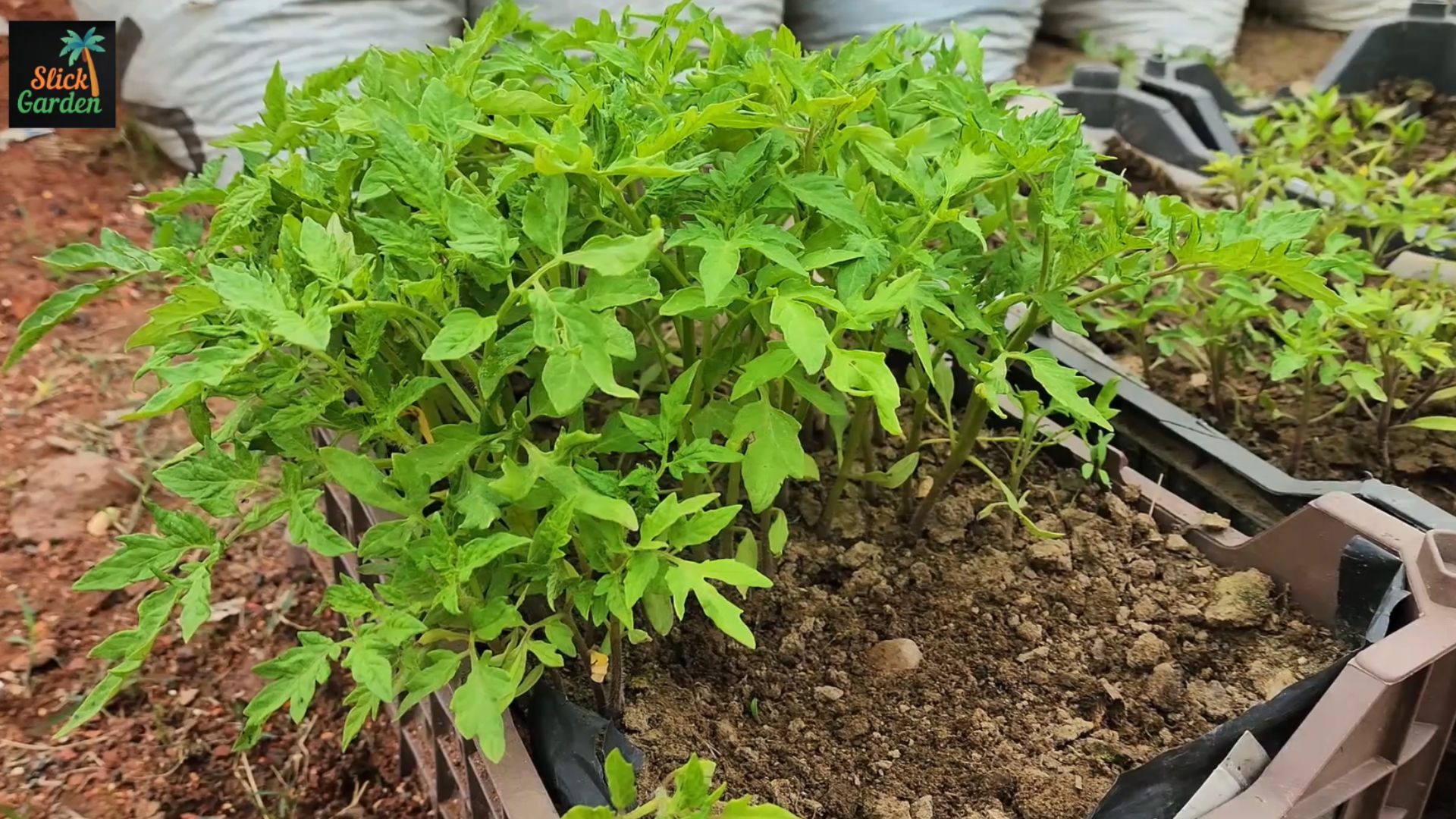 Planting tomato seedlings: The secret to huge tomatoes