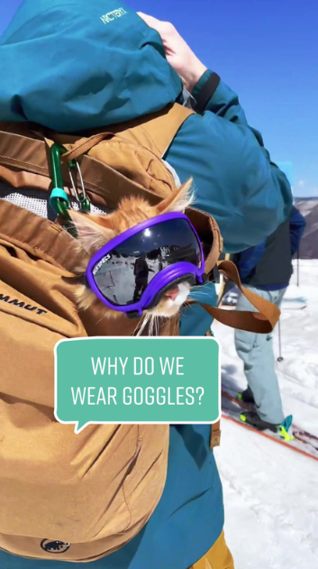 See How We Put Cat Goggles On