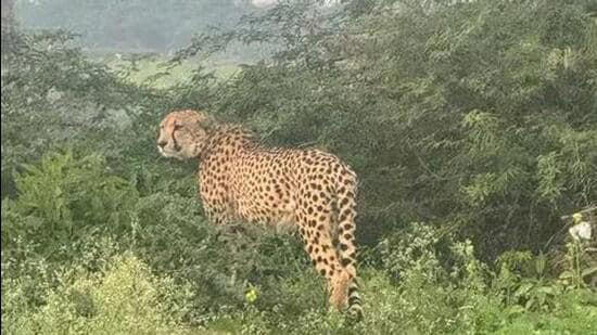 MP: Injured cheetah KGP-11 rescued from Morena, under close monitoring