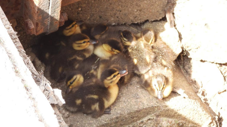 Ducklings rescued from storm drain in South Haven