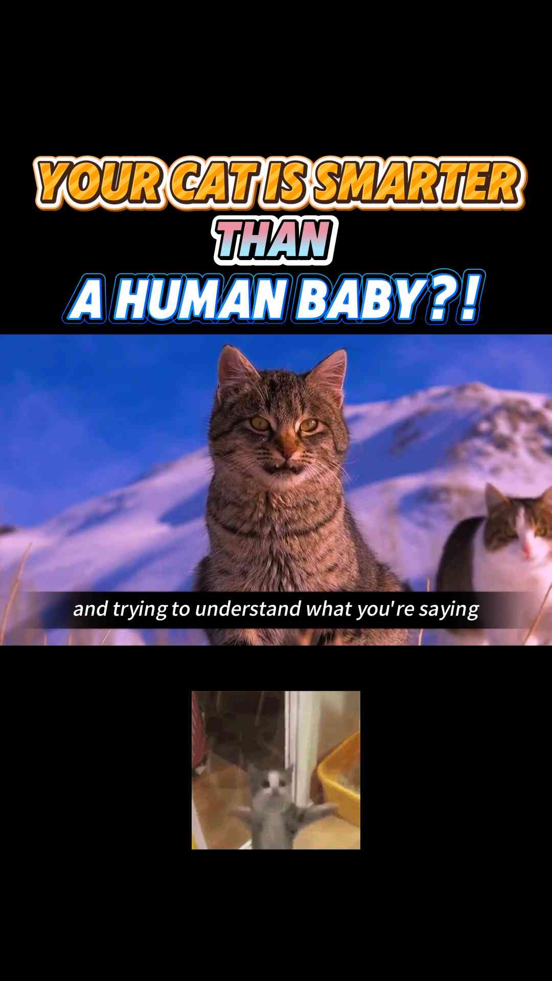 The direct problem solving test showing how a house cat easily ...