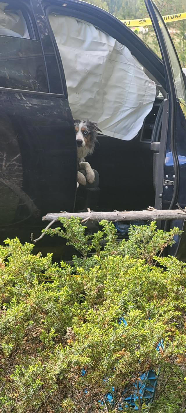 ‘We need one more miracle’: Kelowna dog safe at home after surviving ...