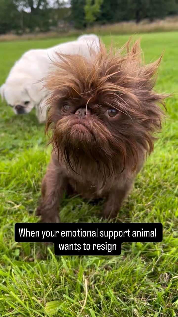 Cute moments with my Brussels Griffon dog