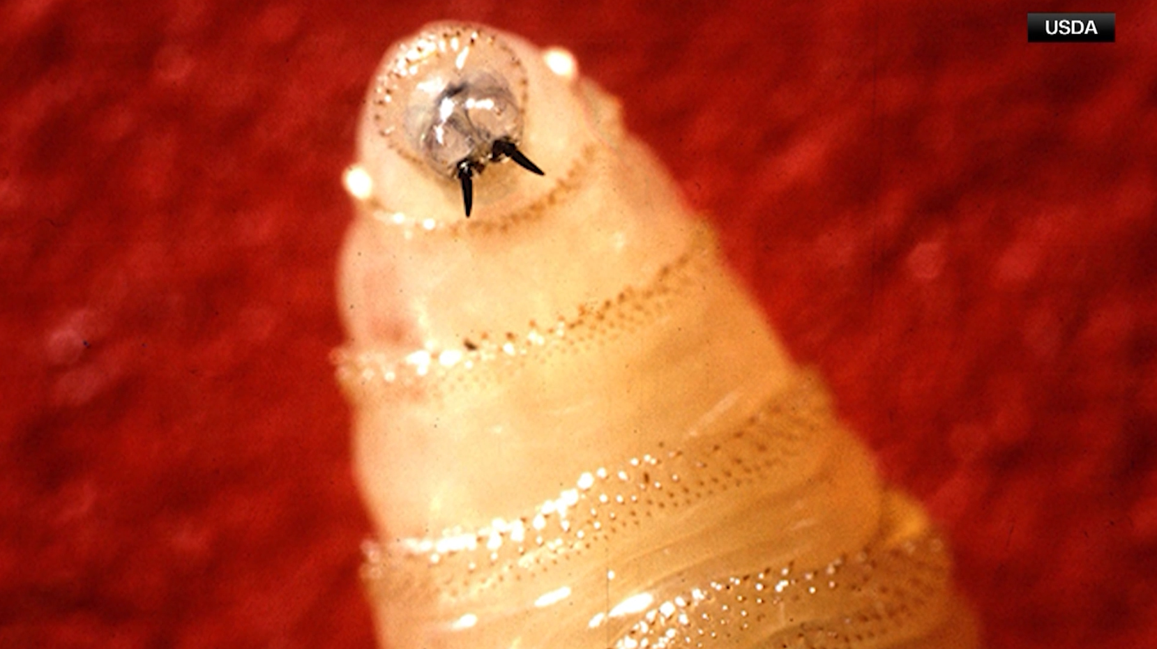 Oklahoma tightens animal inspections to block flesh-eating screwworms
