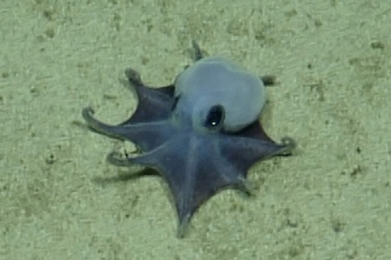 New golf-ball sized blue octopus species now identified in the Galapagos