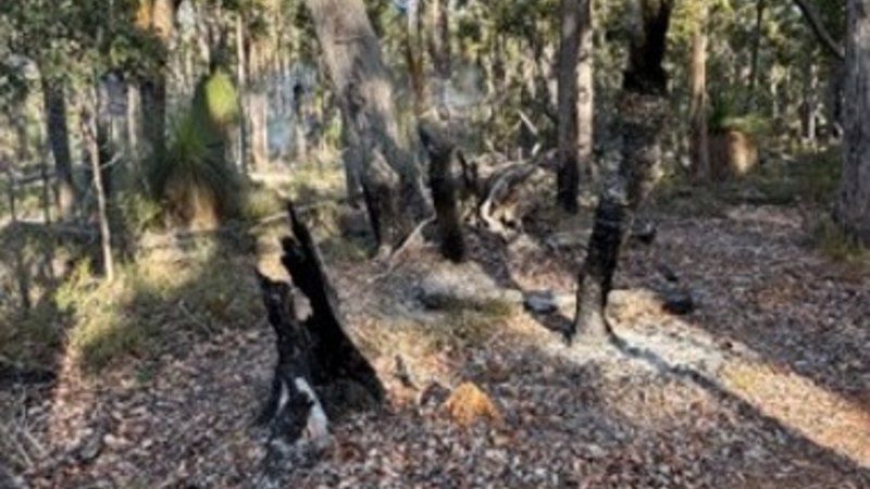Man charged with starting bushfire in Western Australian state forest