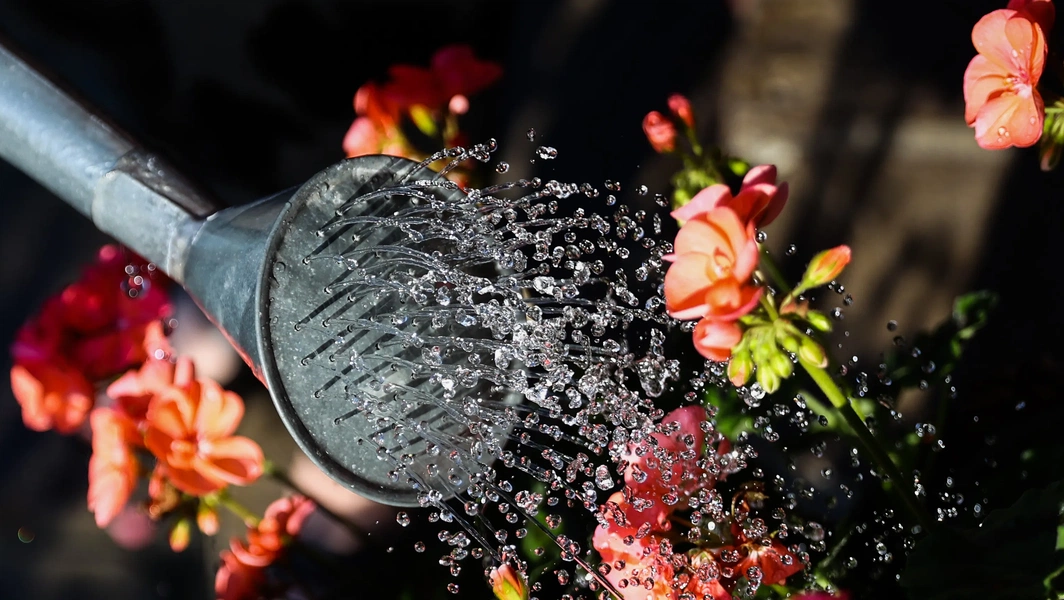 Effective plant watering during extreme heat