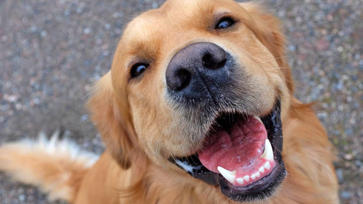 Experts reveal the special behaviors pets show only to people they feel ...