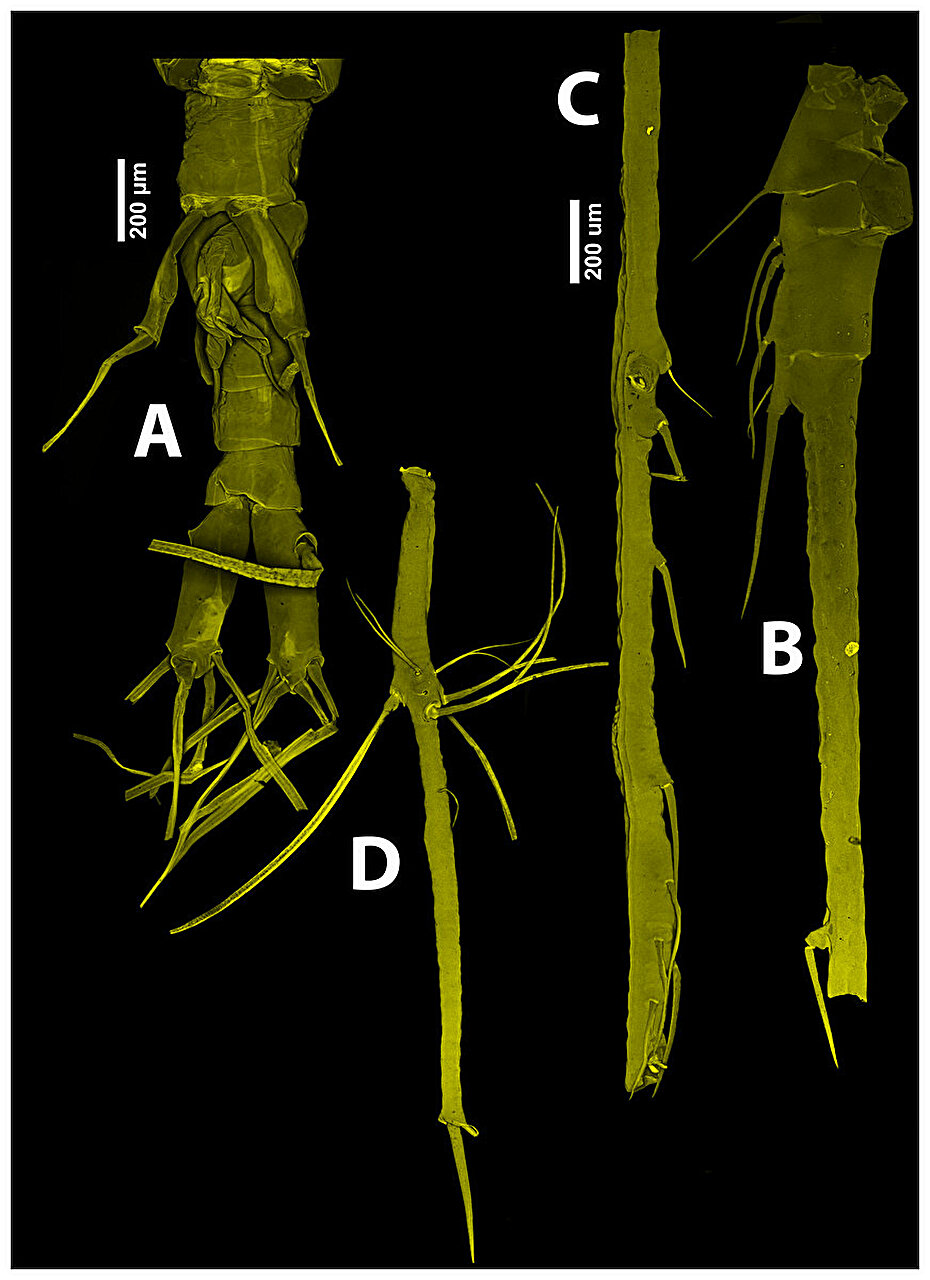 Deep-sea discovery uncovers new family of copepods near Greenland