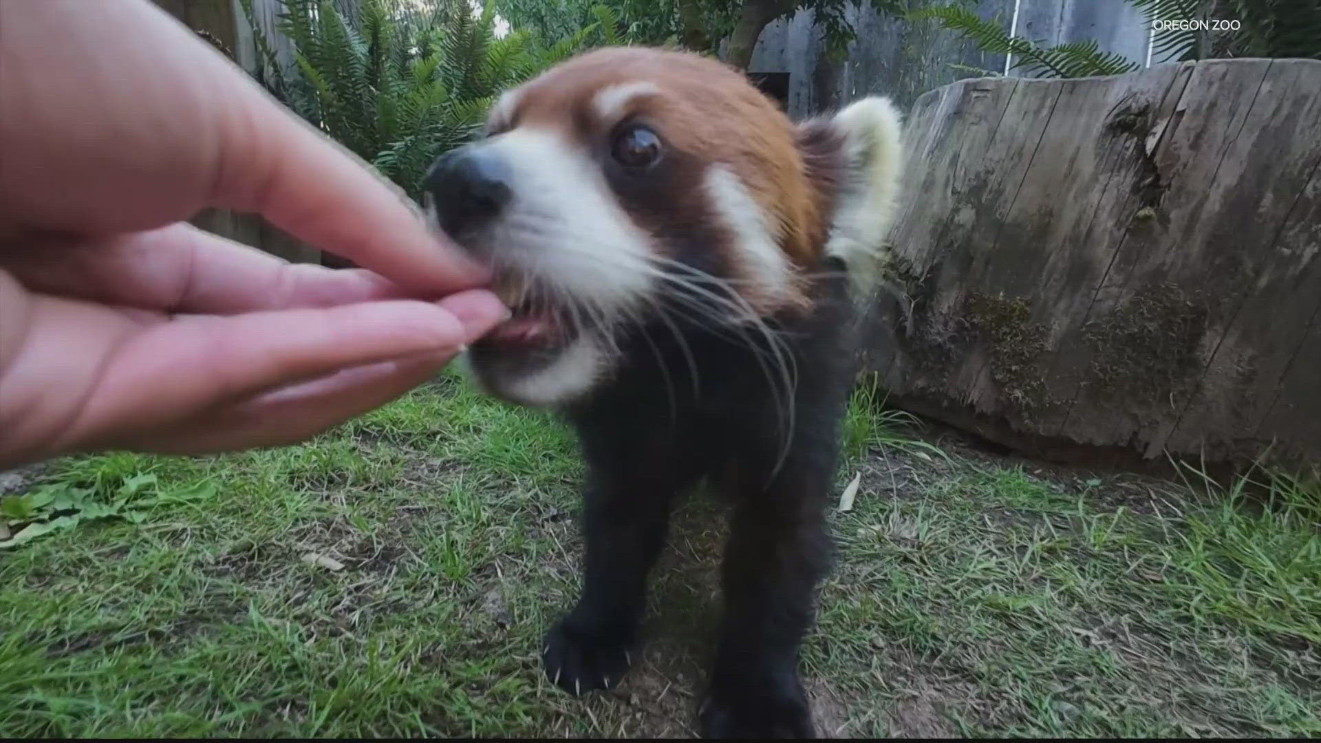 Oregon Zoo welcomes new red panda