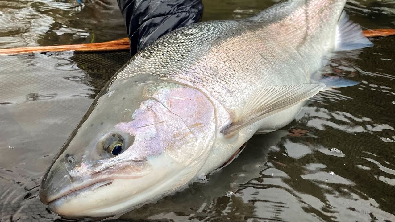 Early winter steelhead fishing grind!