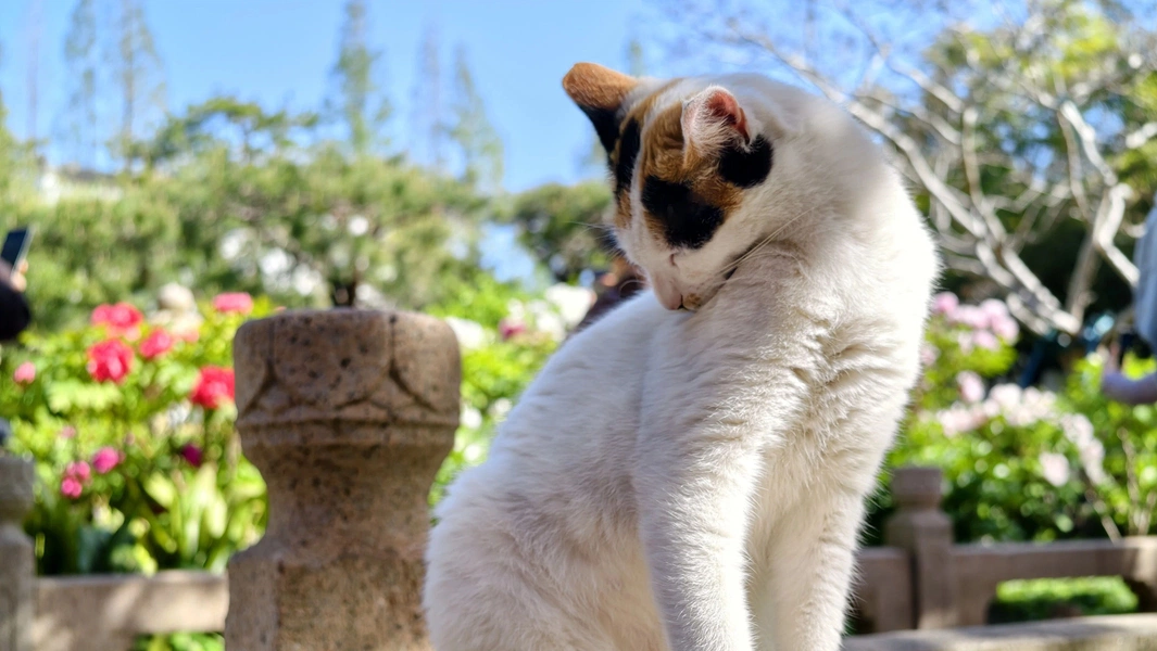 How cats communicate through expressions and behavior