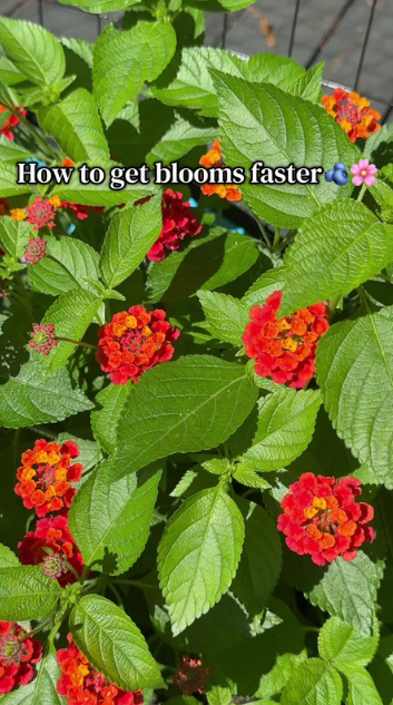 How to make your flowers bloom faster