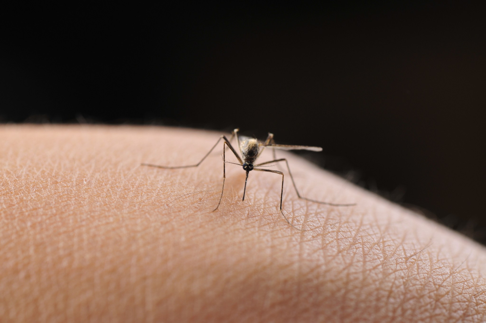 Google wants to flood 2 states with 32M mosquitoes—here’s why
