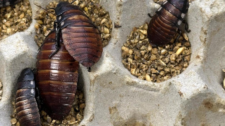 Record bust seizes more than 100,000 exotic cockroaches
