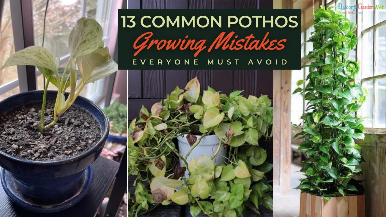 The biggest pothos care errors that slow growth