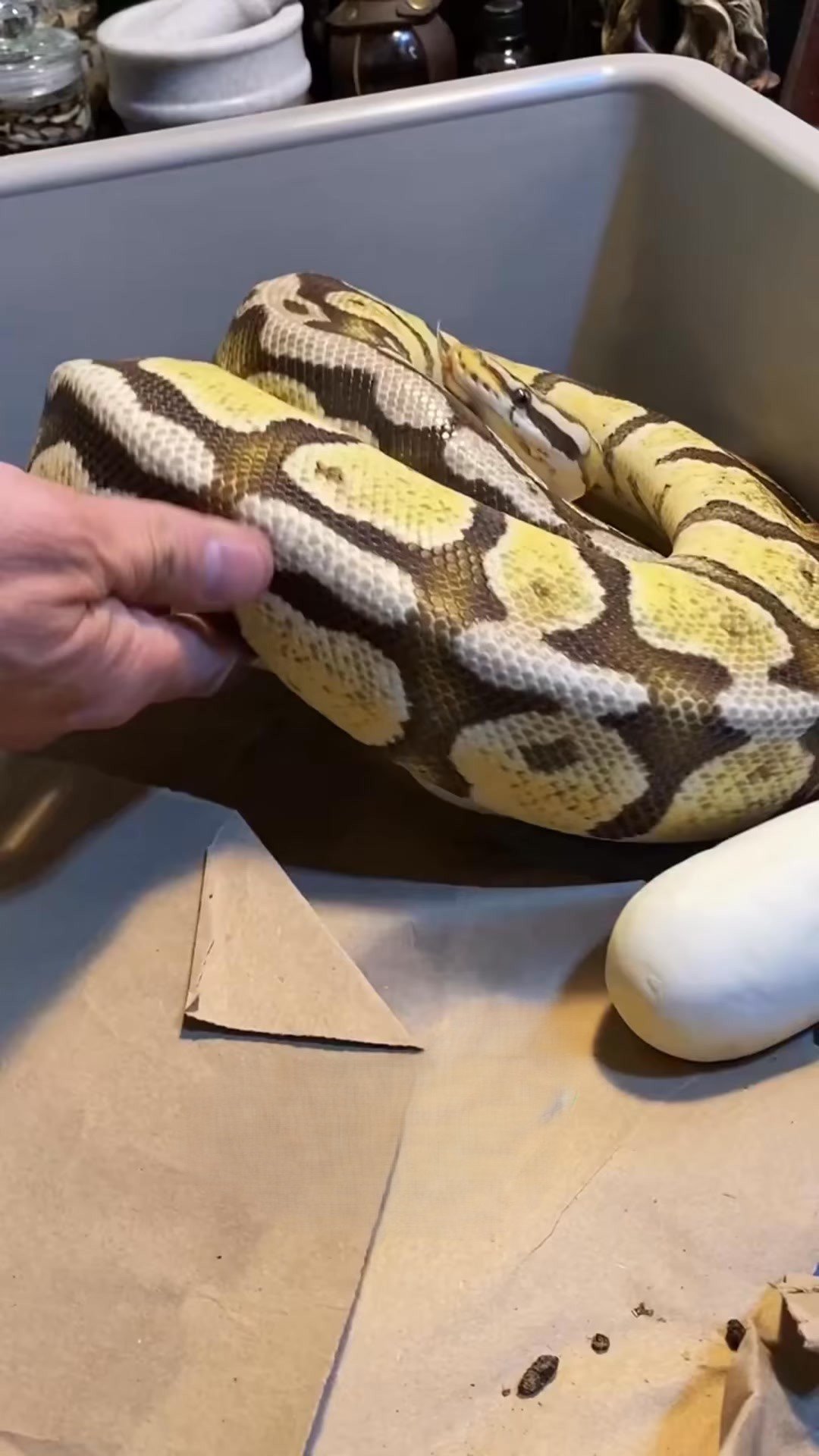 Full snake hatch, maybe with some issues!