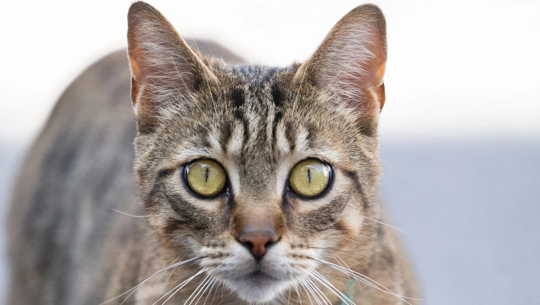 How cats communicate through expressions and behavior