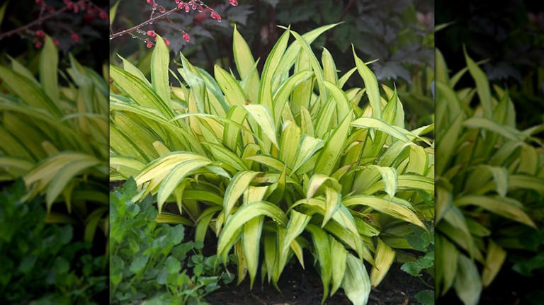 Not hostas, not coral bells: The bold yellow plant that's great for ...