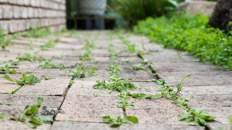 Not weed barriers: A better way to keep weeds from growing between pavers