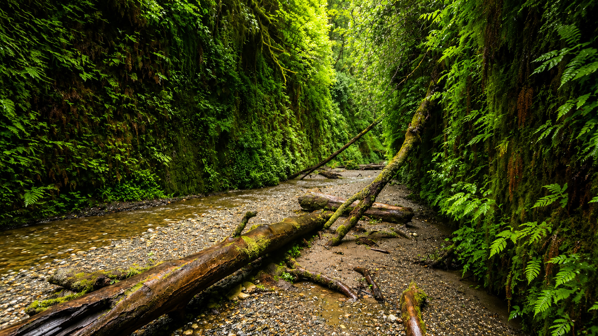 Why does Fern Canyon look so prehistoric?