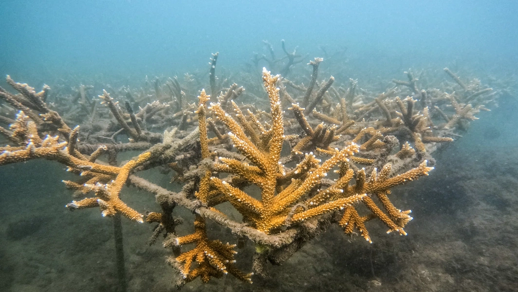 Causes, impacts, and solutions for coral bleaching