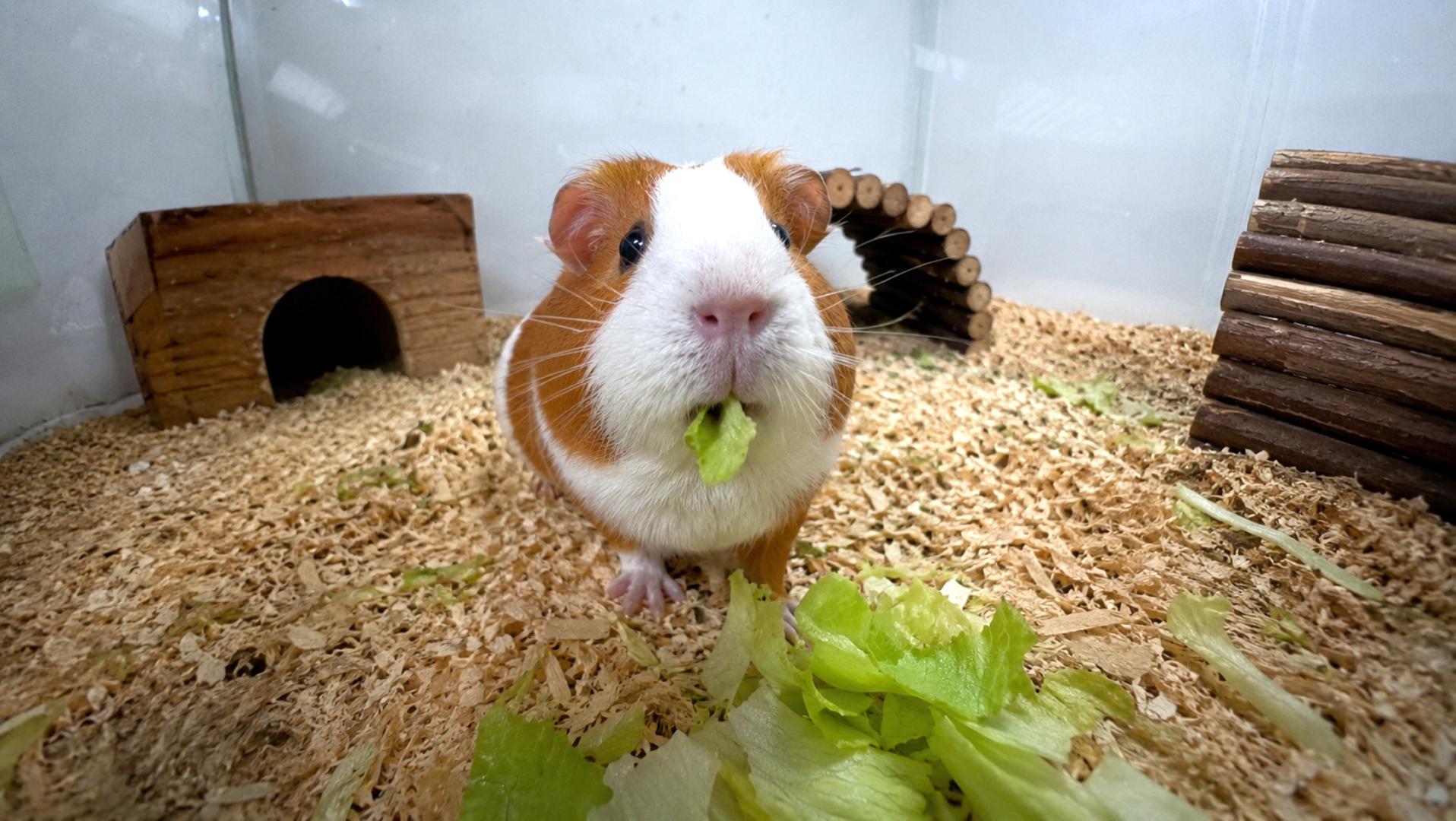 Your guinea pig is side-eyeing you over this diet