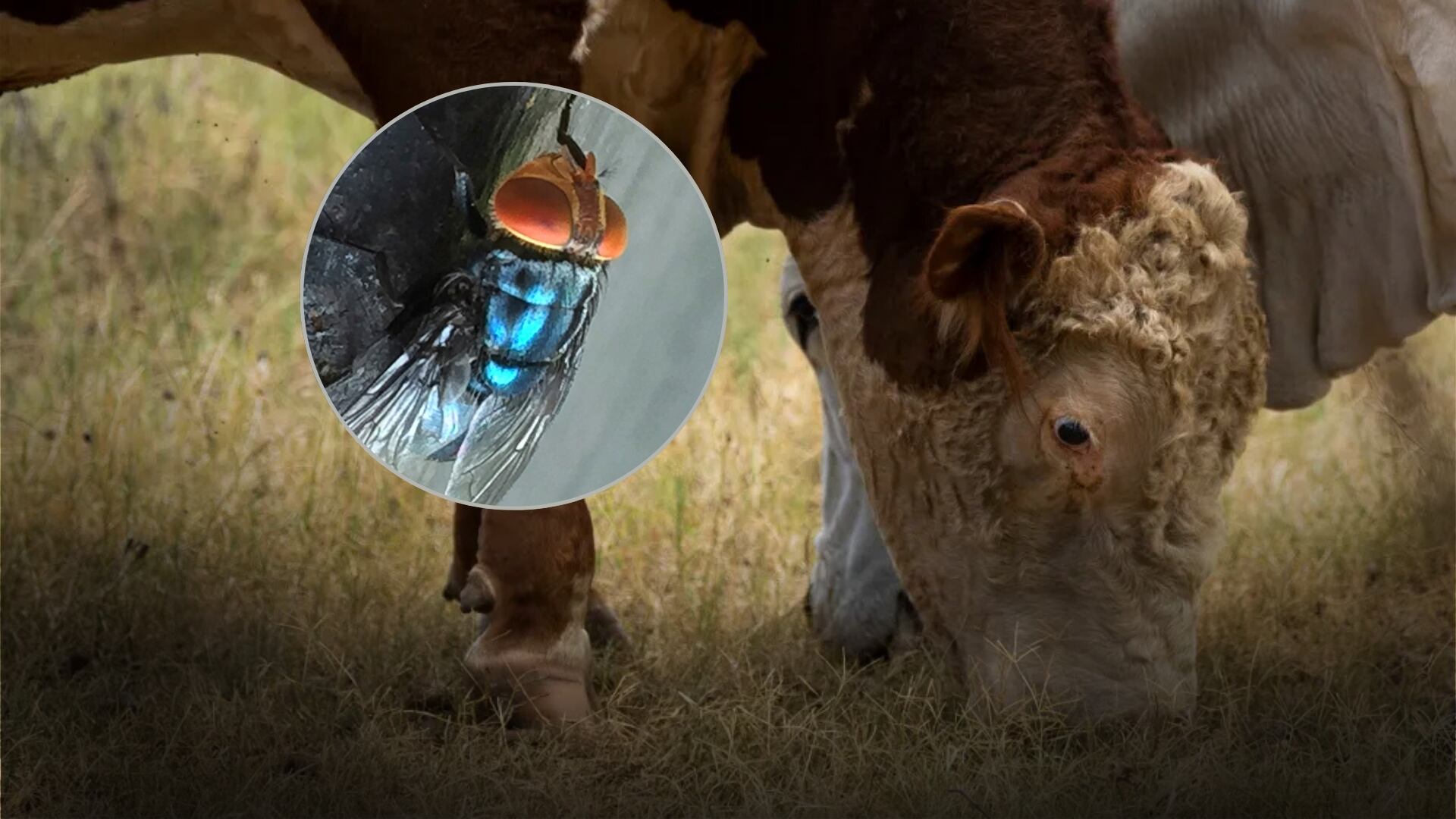 Screwworm detection poses no threat to Mississippi food safety ...