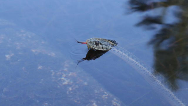 Grainy video captures invasive snake swimming 1,500 feet to Ibiza islet ...