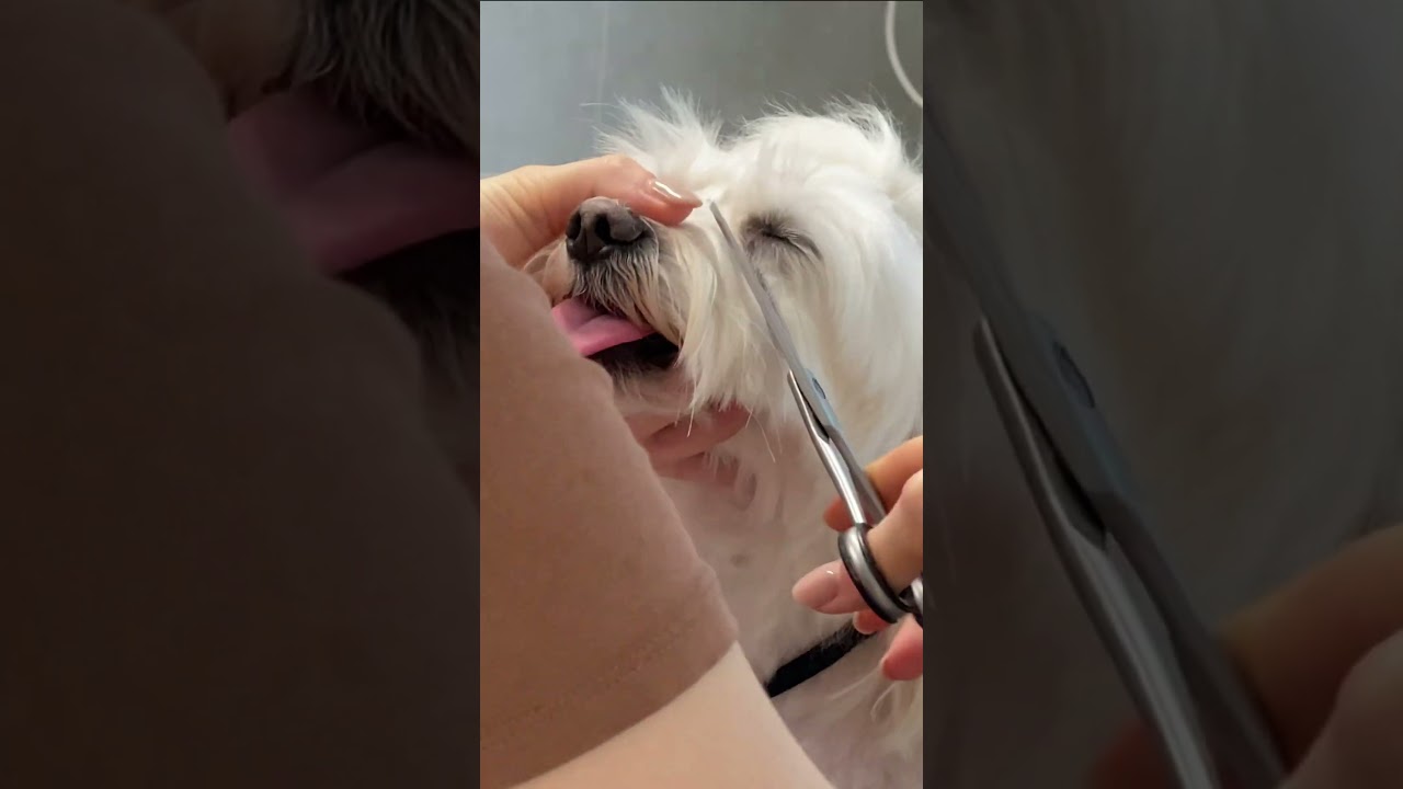 Maltese grooming transformation: Adorable fluffy pup’s full spa day!