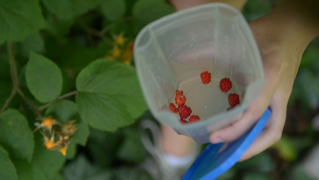 6 rare and elusive American berries