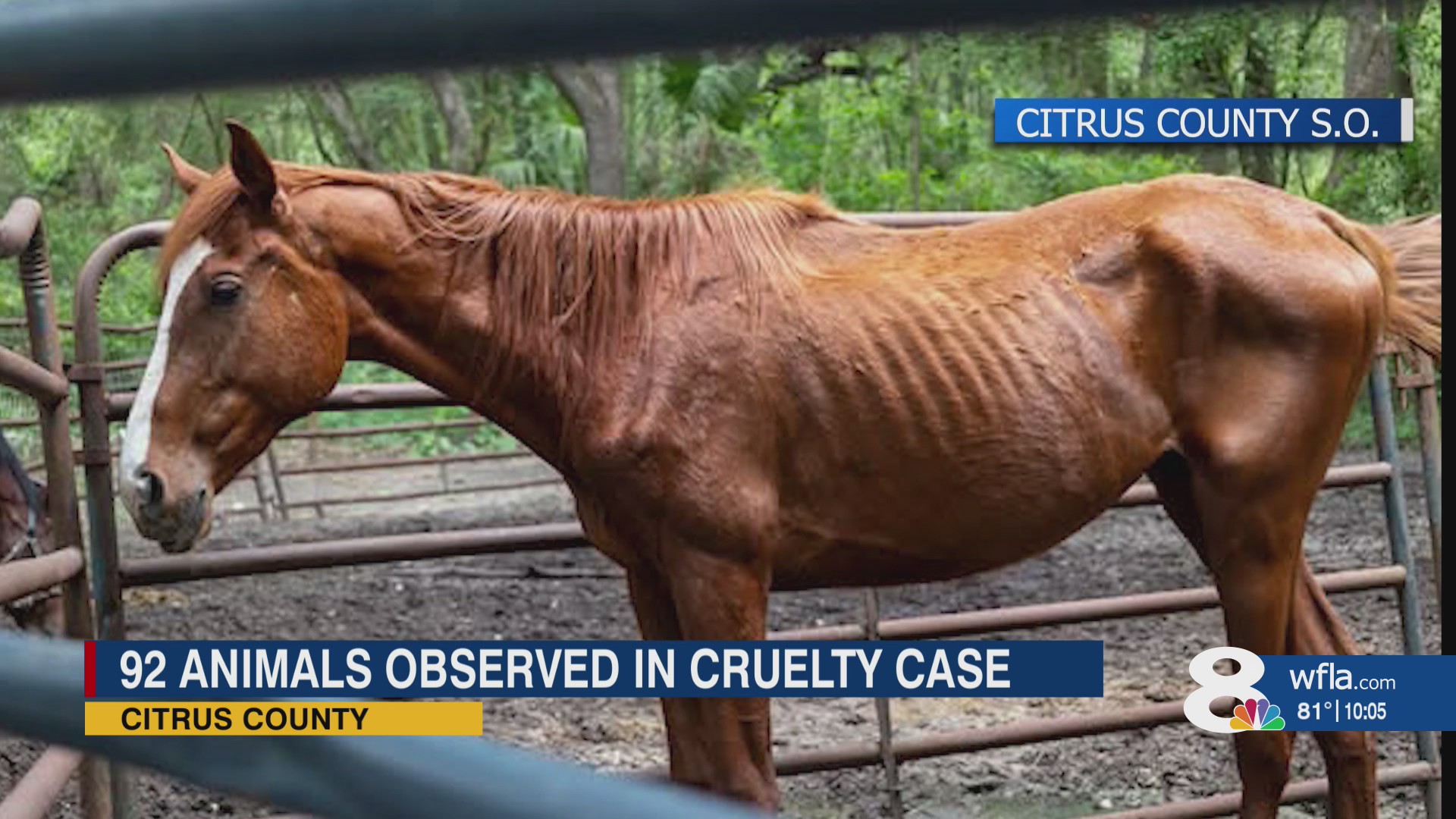 'I was heartsick', neighbor calls authorities after seeing dead horse ...