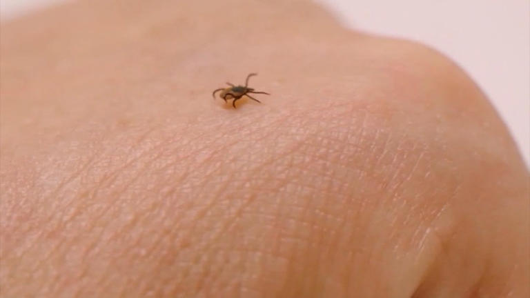 Farmers face risk of tick-borne illnesses as tick activity increases
