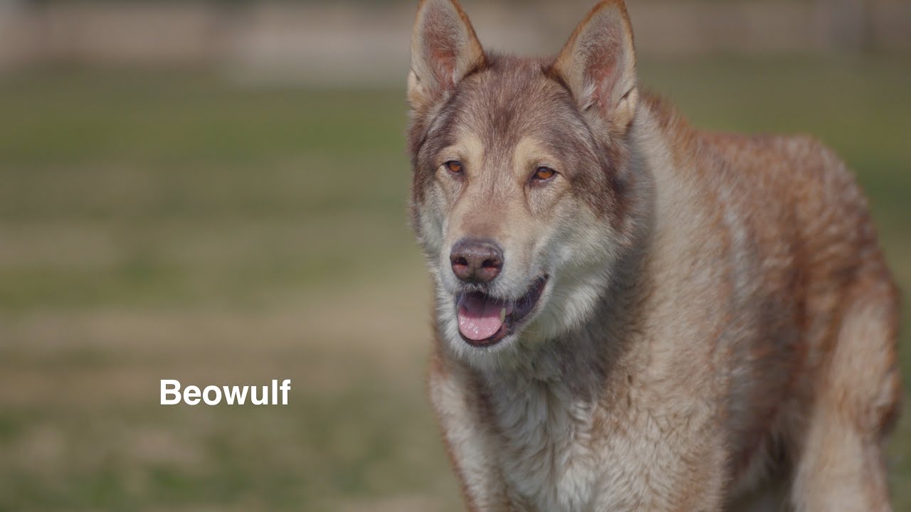 Beowulf, an amazing wolf hybrid