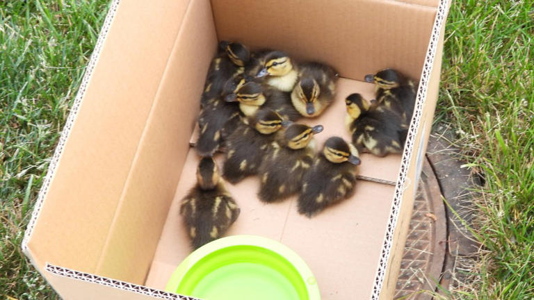 Ducklings rescued from storm drain in South Haven