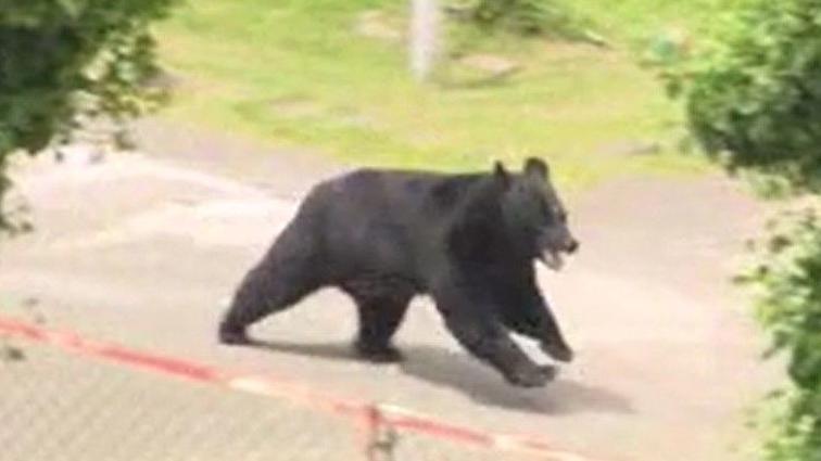 Bear escapes capture by opening factory window in Japan, police say