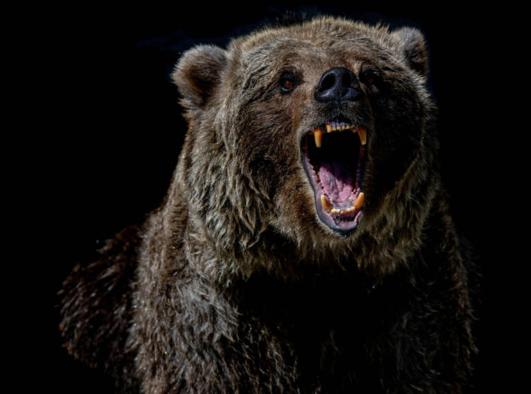 Extremely intelligent bear at large in Japan after hurting four