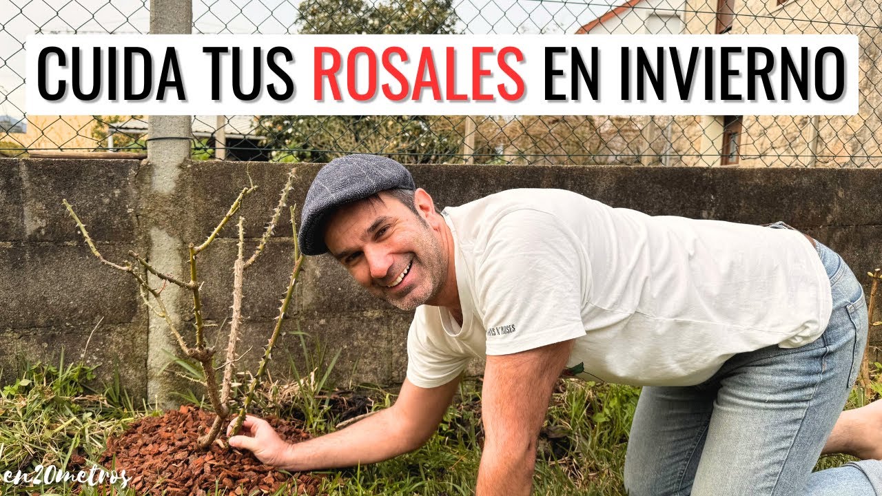 Cuidados clave para rosales en invierno: cómo podar y cuidar rosas ...
